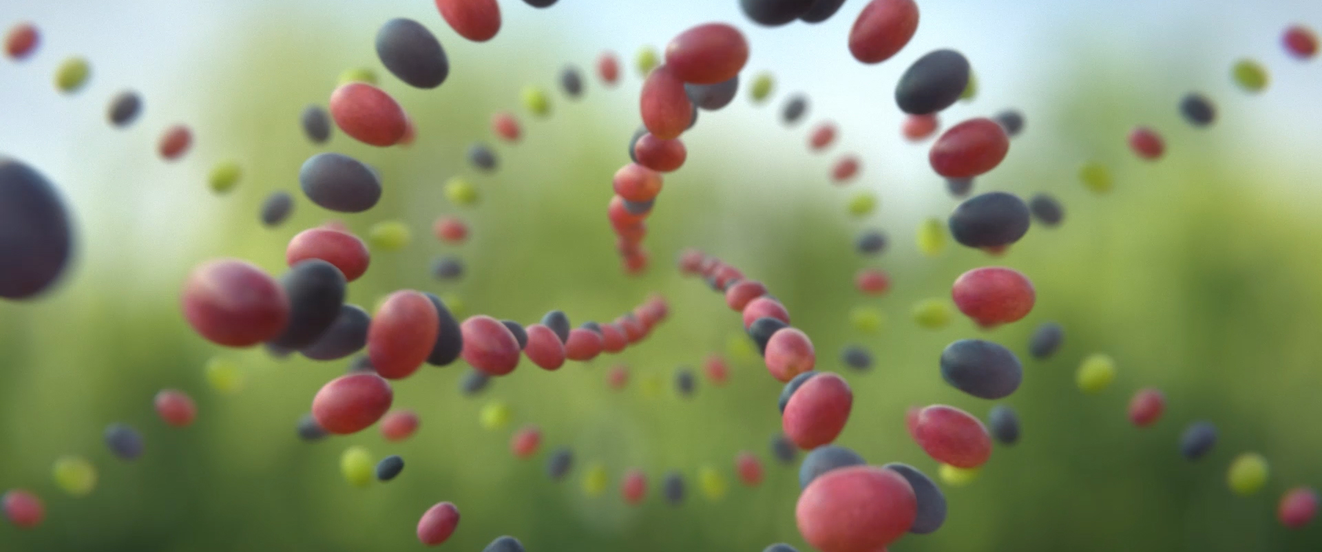 California Grapes - Ryan Duggan